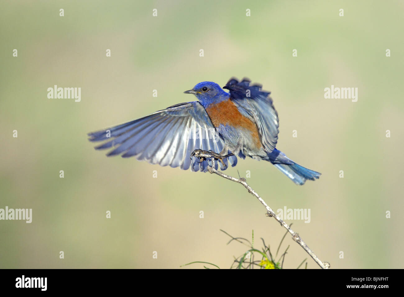 Bluebird landing hi-res stock photography and images - Alamy