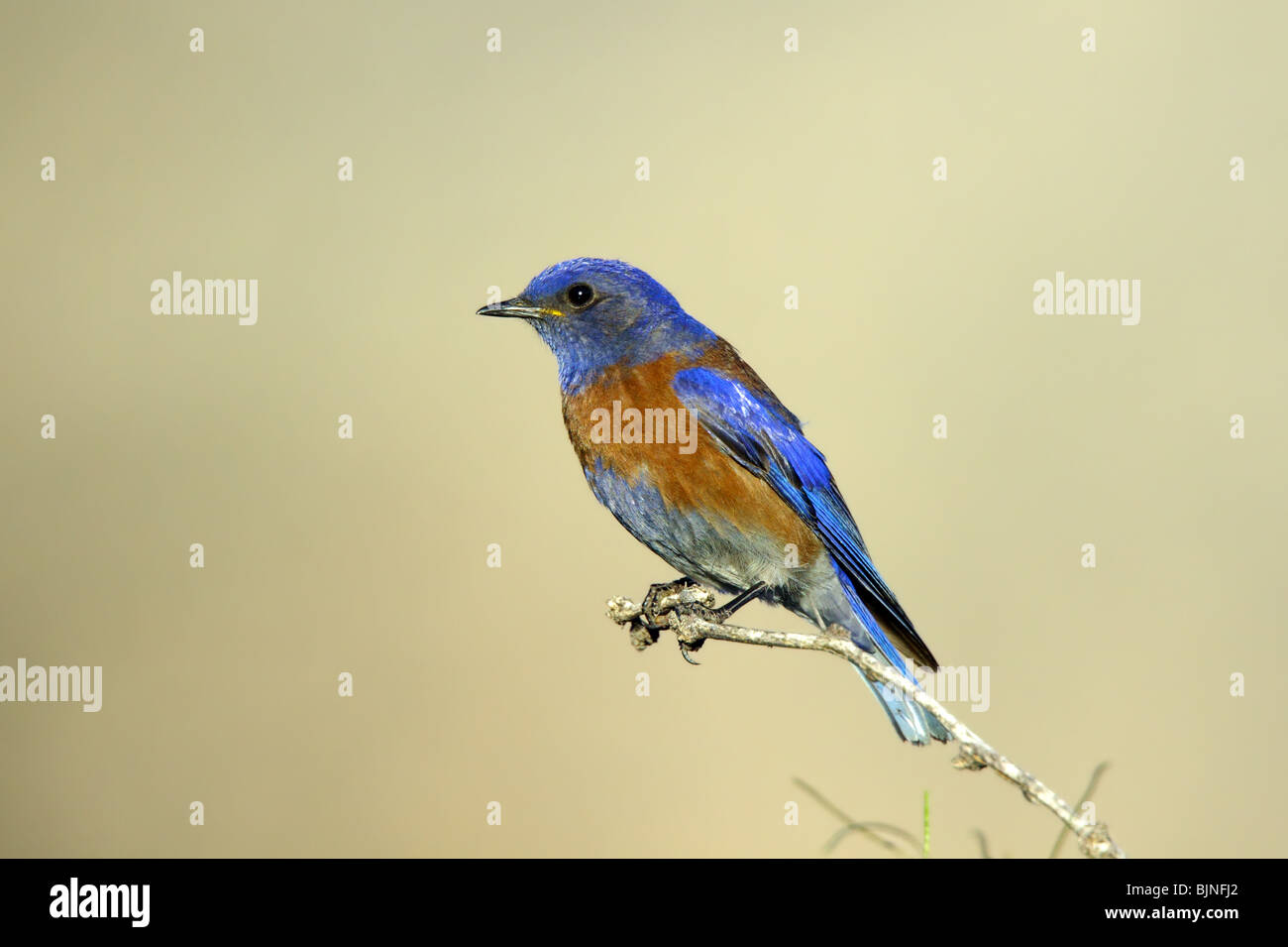 Western Bluebird Adult Male Stock Photo - Alamy