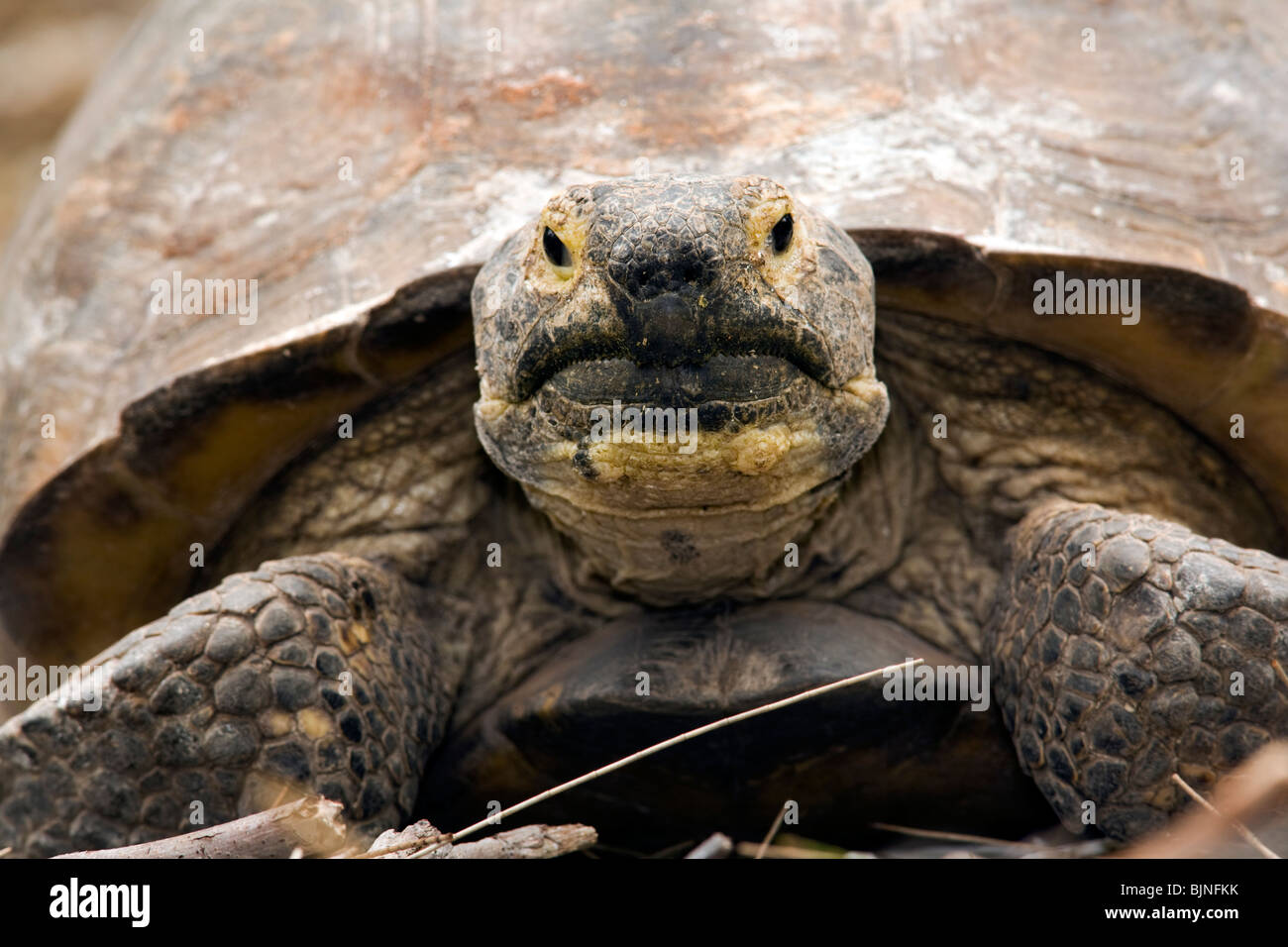Gopher Tortoise - Sanibel Island, Florida USA Stock Photo - Alamy