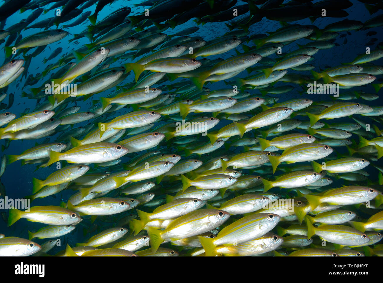School of gold-lined sea bream in the Similan Islands Stock Photo - Alamy