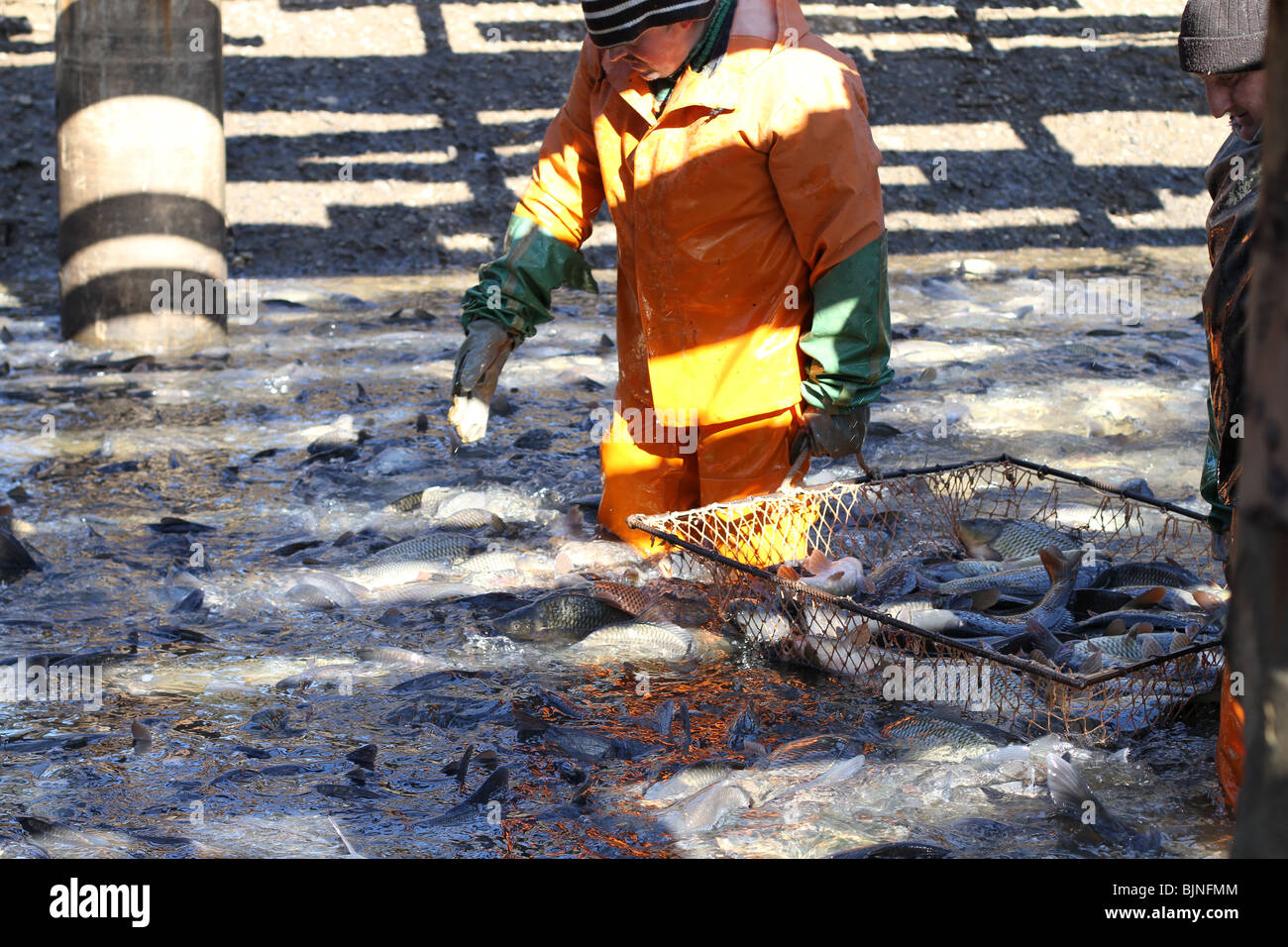 fish farm in Volgograd region, Russia Stock Photo - Alamy