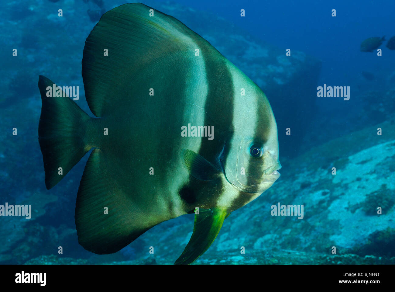 Orbicular hi-res stock photography and images - Alamy