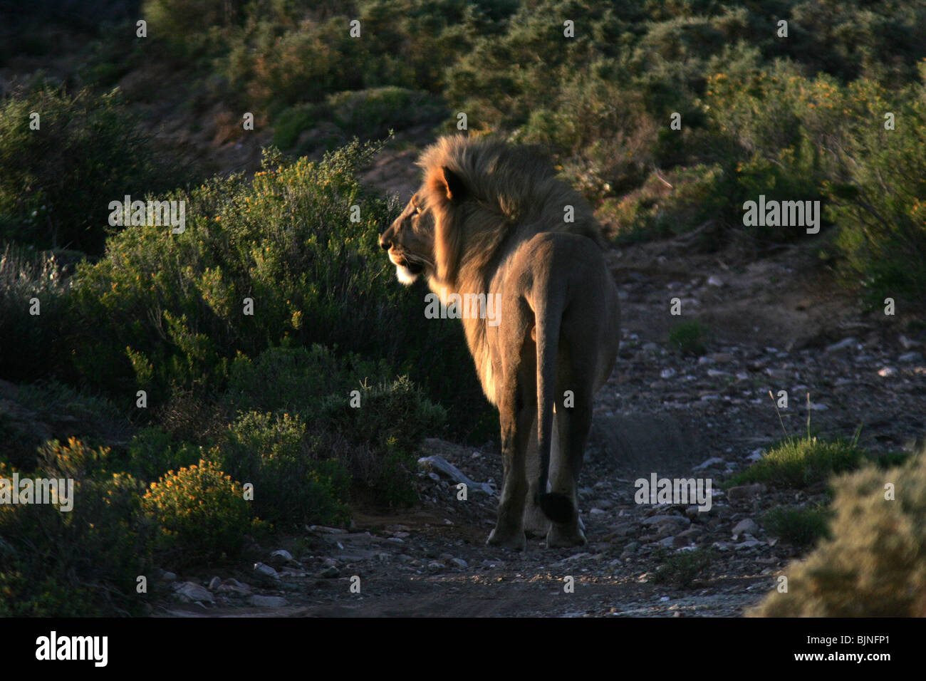A lone Male Lion at dusk, South Africa Stock Photo - Alamy