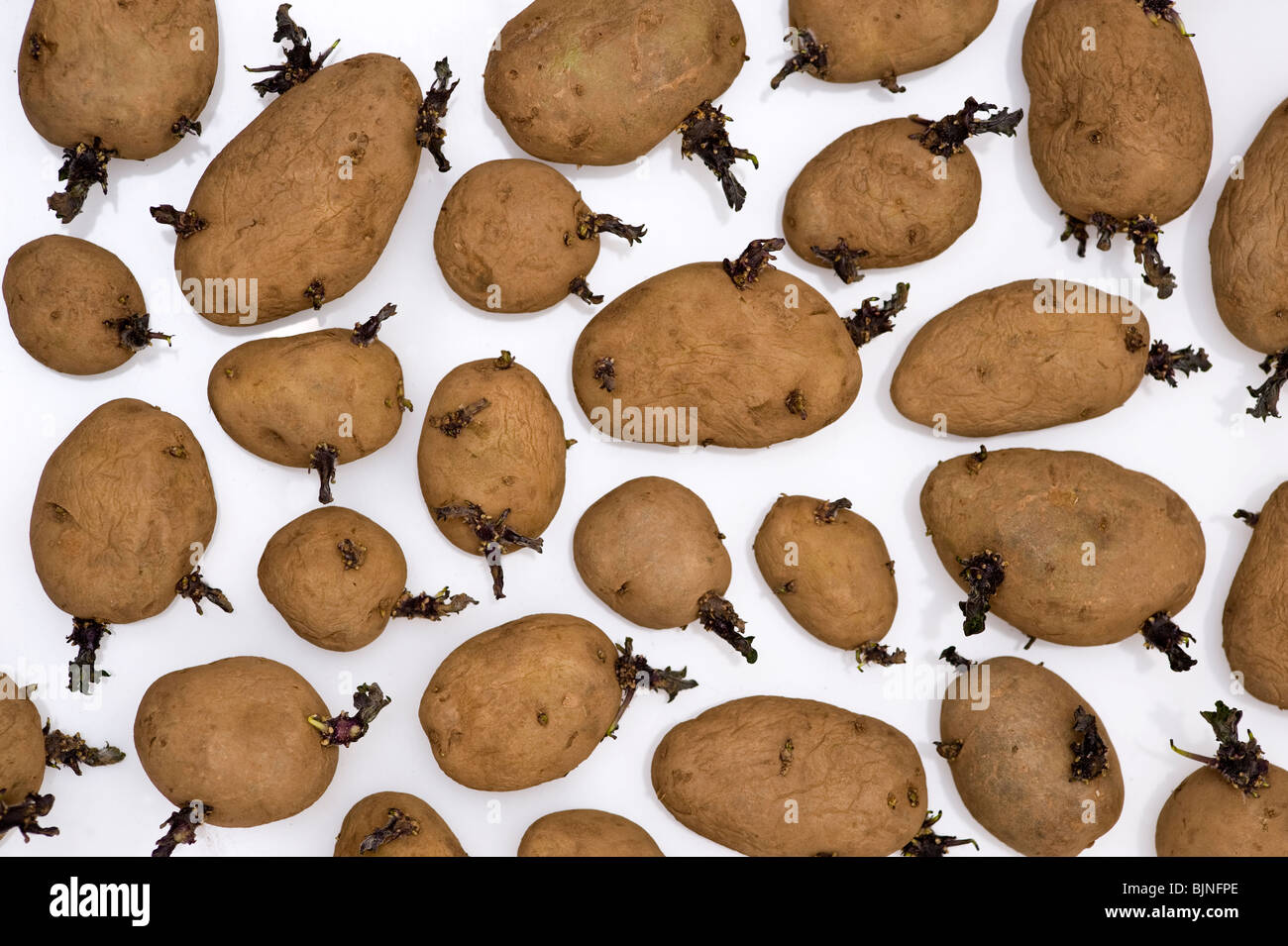 sprouting seed potato arran pilot arranged on a white background Stock ...