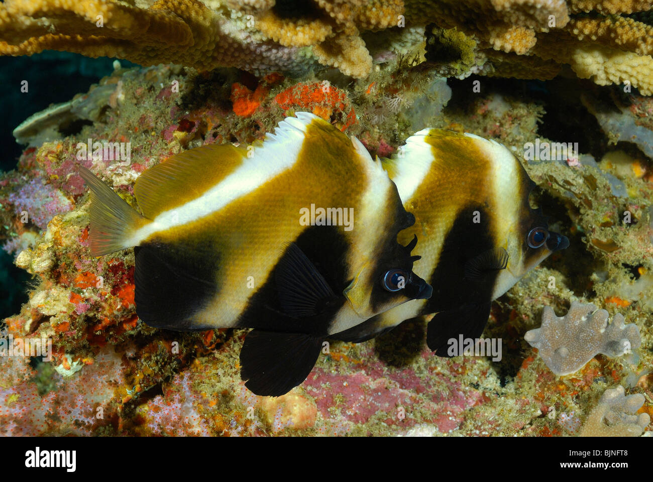 Couple of indian bannerfish hi-res stock photography and images - Alamy