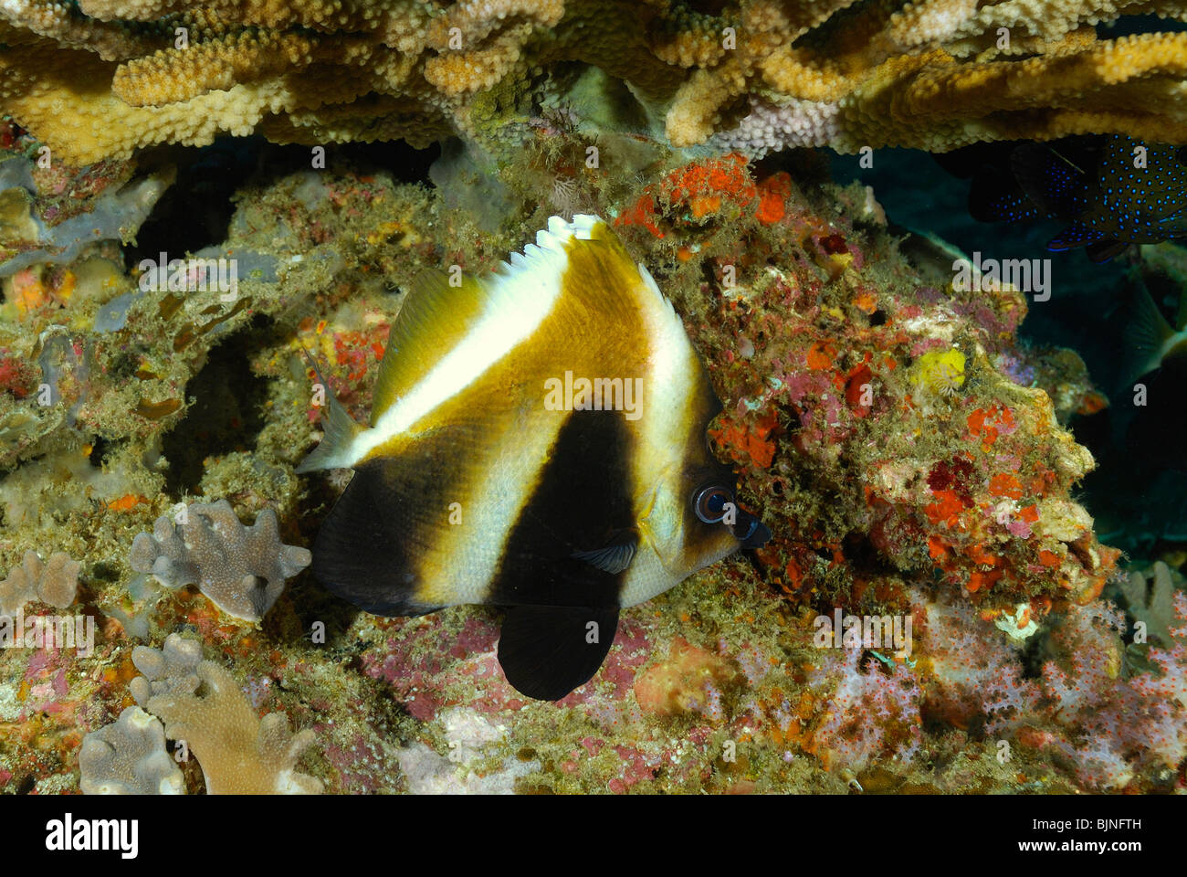 Indian bannerfish in the Similan Islands, Andaman Sea Stock Photo - Alamy