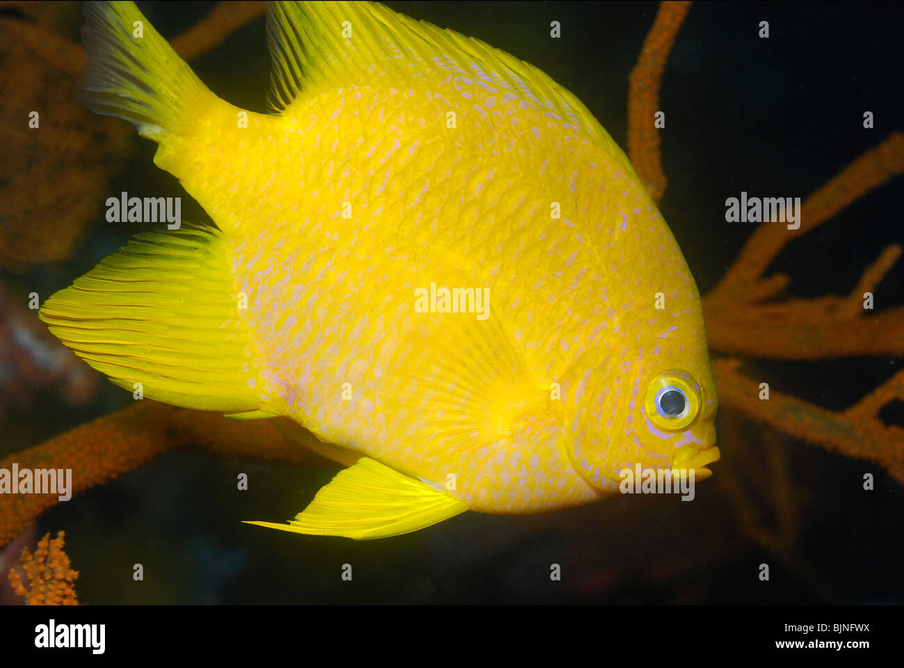 Lemon damsel fish in the Similan Islands, Andaman Sea Stock Photo - Alamy