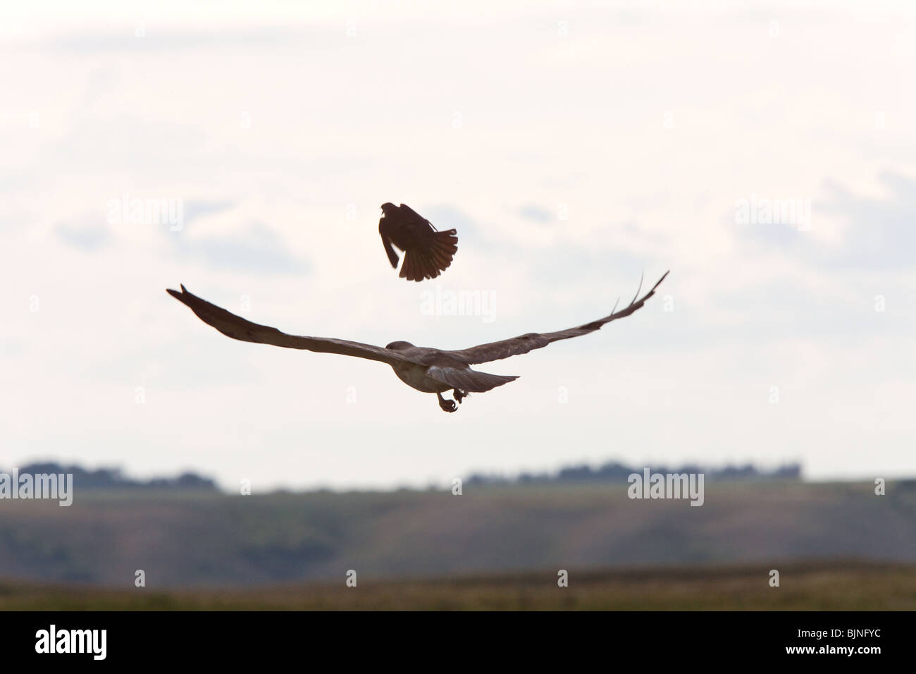 Hawk attacking bird hi-res stock photography and images - Alamy