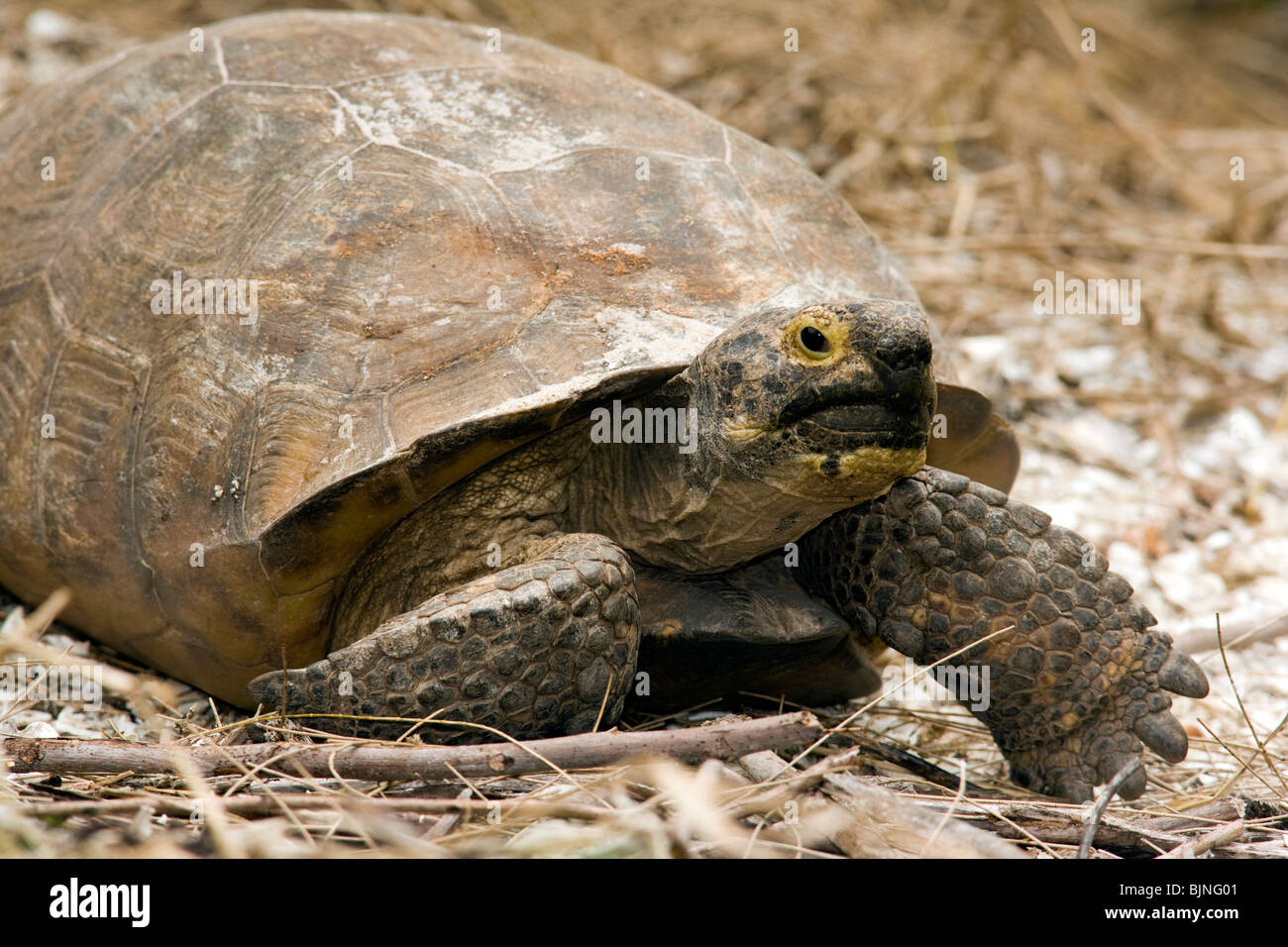Gopher Tortoise - Sanibel Island, Florida USA Stock Photo - Alamy