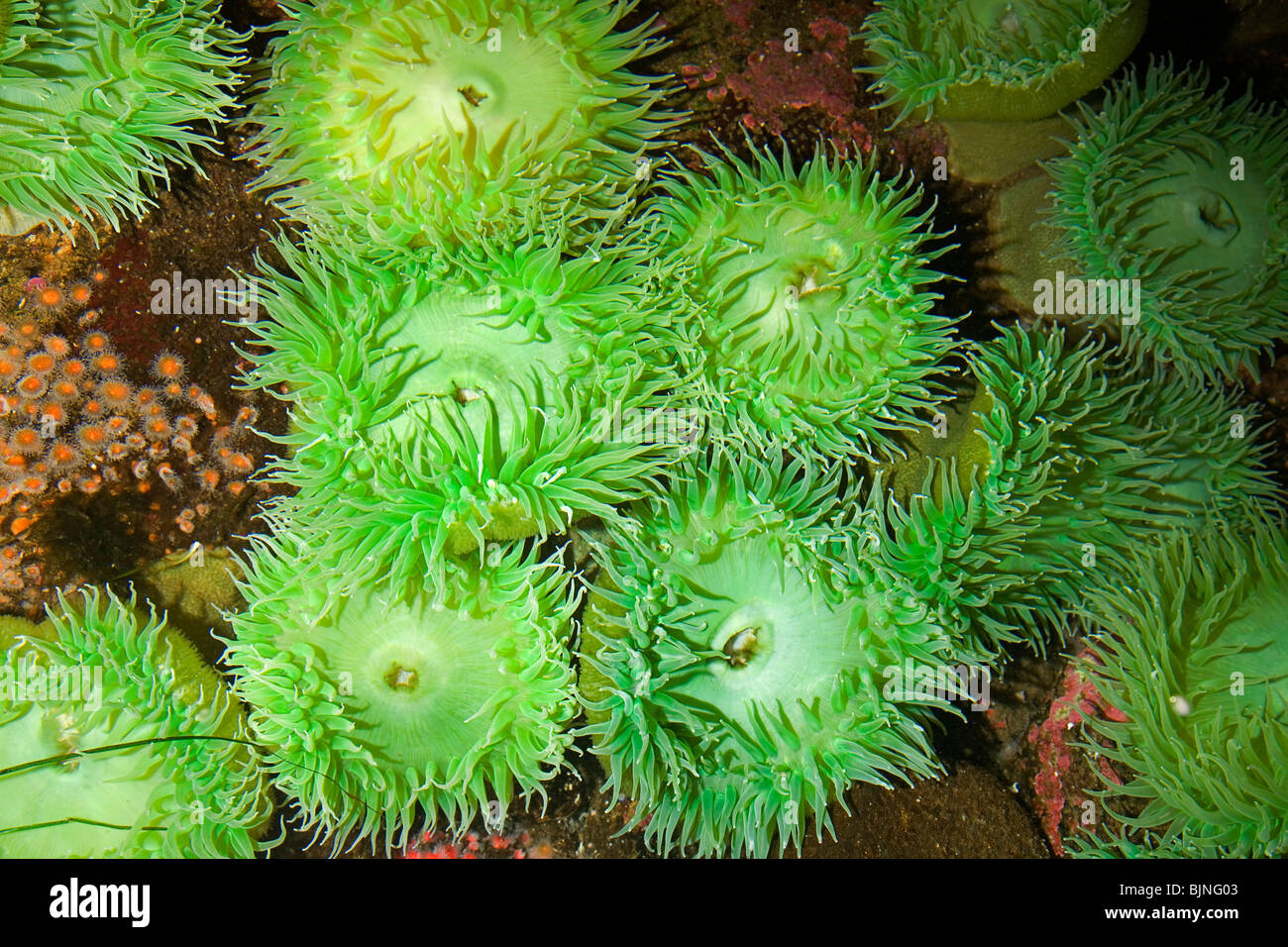 Anthopleura xanthogrammica hi-res stock photography and images - Alamy