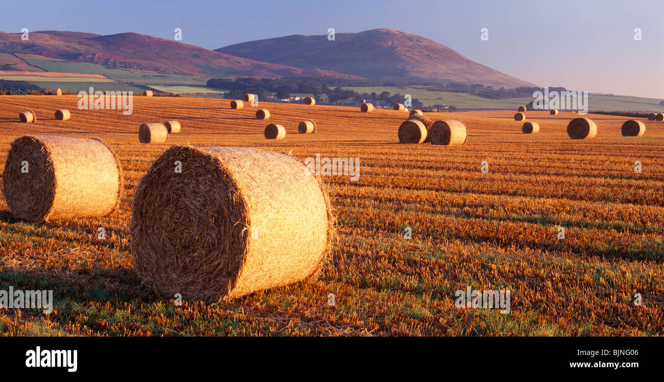 Harvest round straw bales catching the summer morning sunshine on the ...