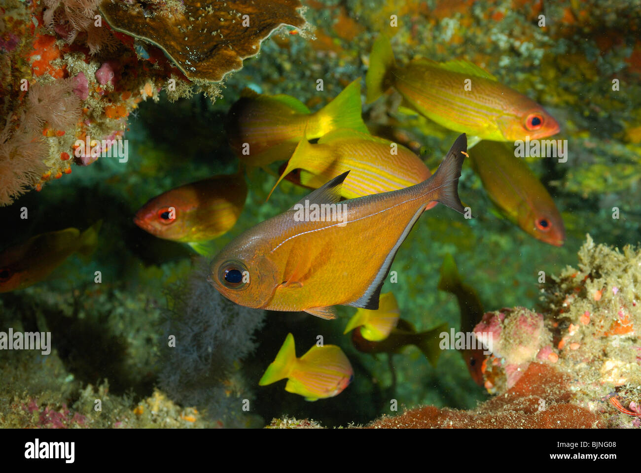 Vanicolo sweeper fish in the Similan Islands, Andaman Sea Stock Photo ...