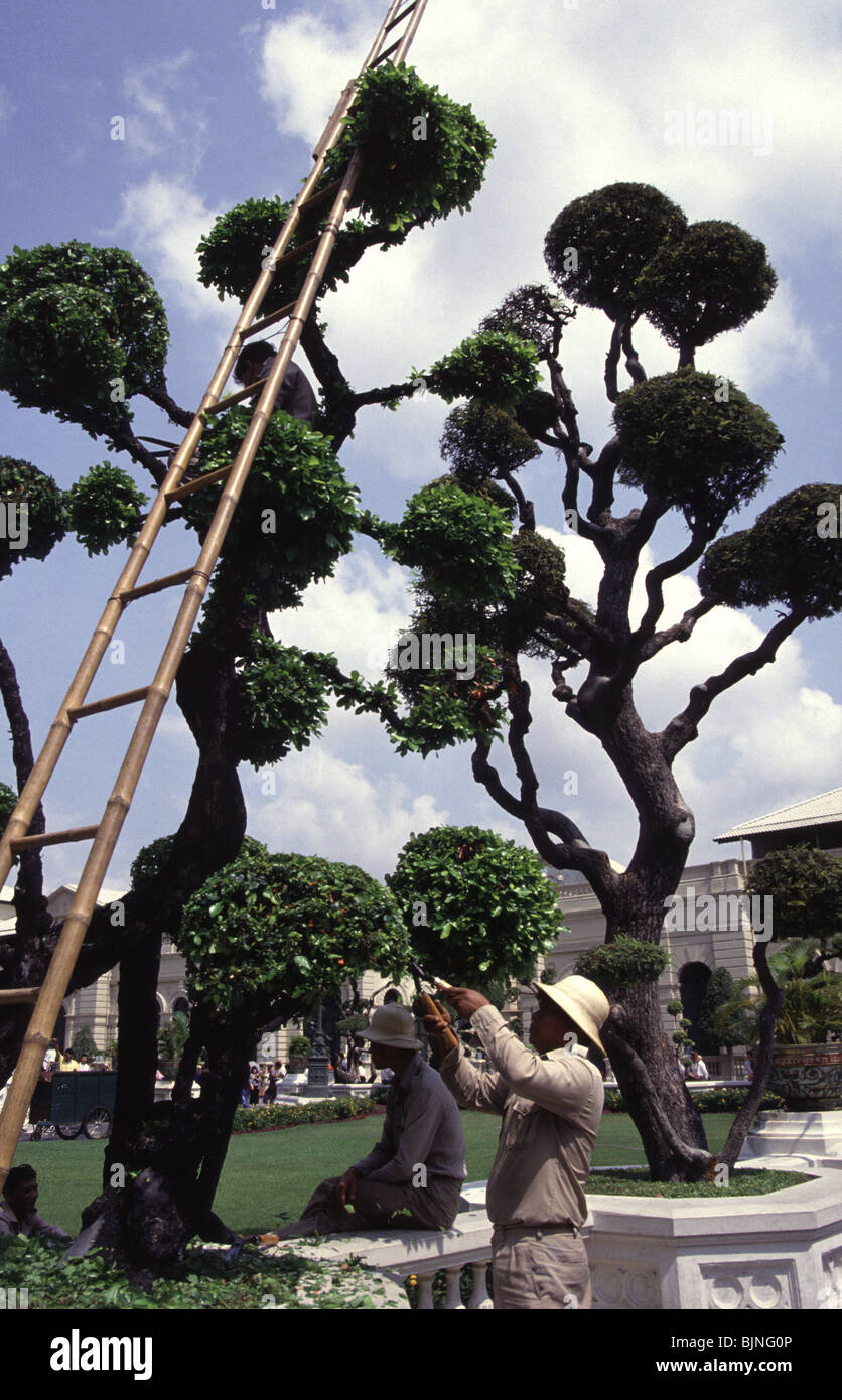 Topiary Pruning .A man trimming topiary in Thailand wearing a tepee, a ...