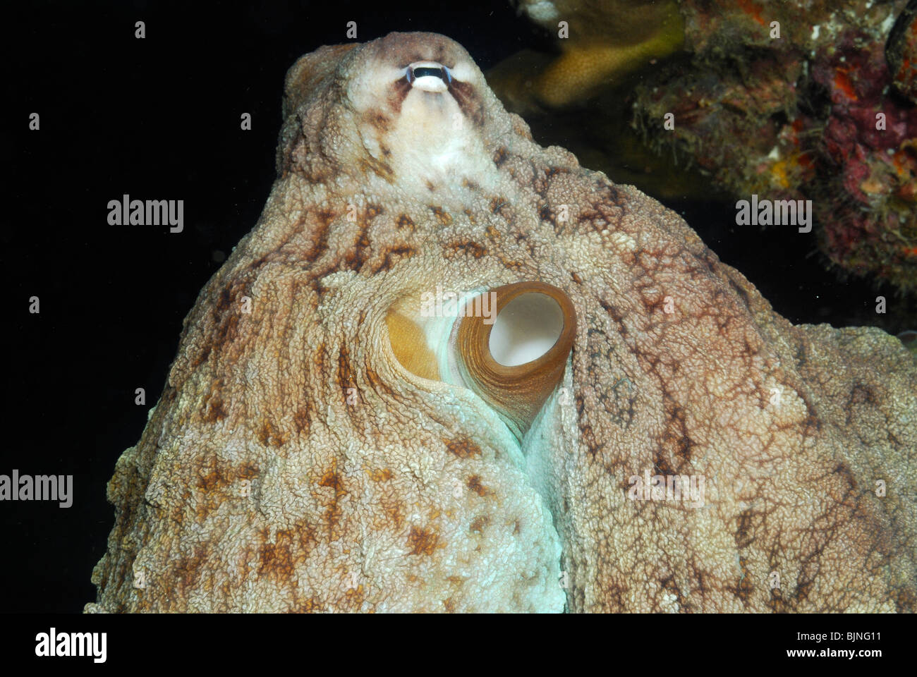 Underwater common octopus hi-res stock photography and images - Alamy