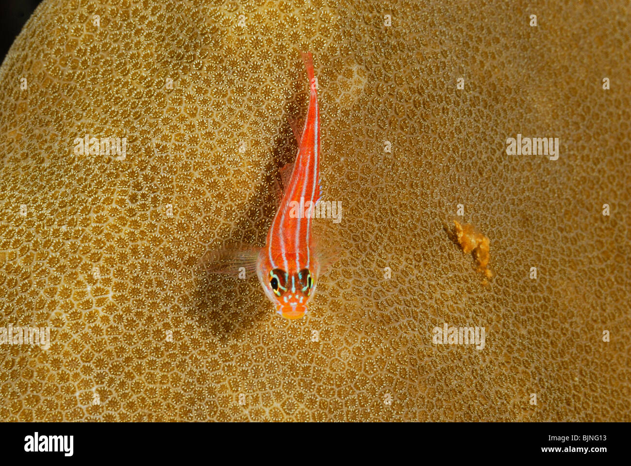 Neon triplefin fish in the Similan Islands, Andaman Sea Stock Photo - Alamy
