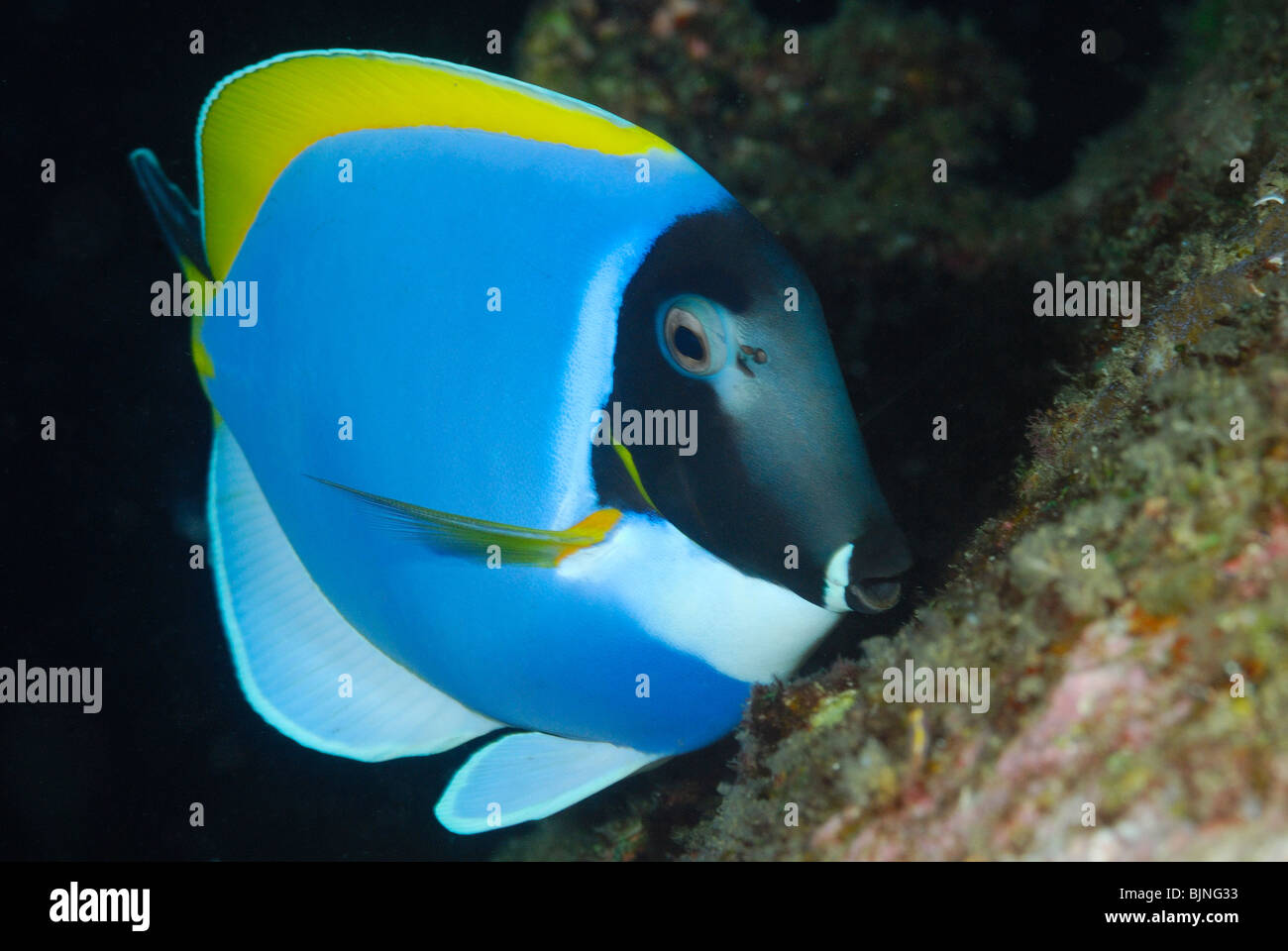 Blue surgeonfish hi-res stock photography and images - Alamy