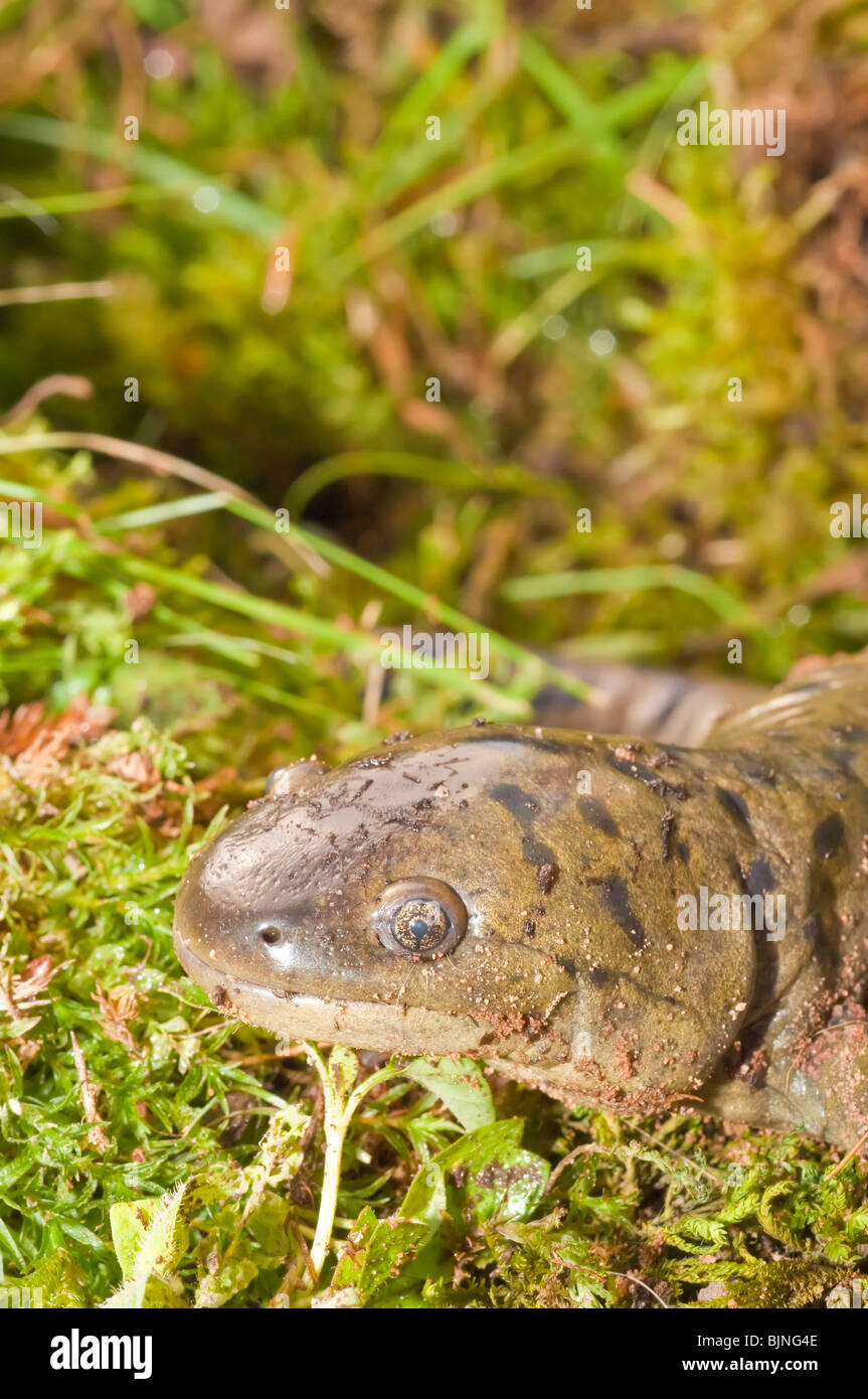 Tiger salamander hi-res stock photography and images - Alamy