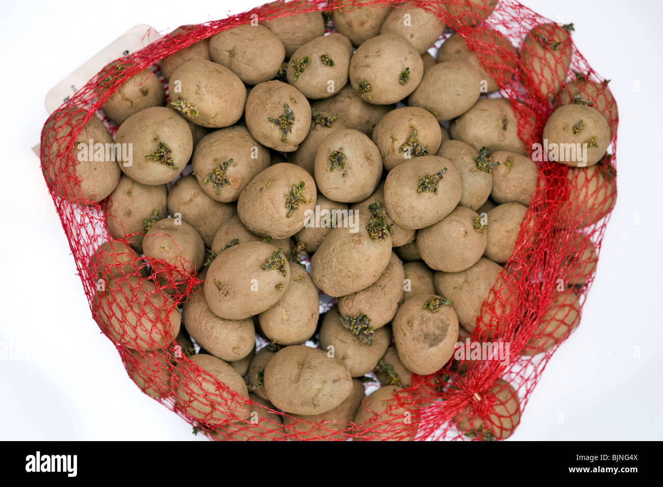 Seed potatoes net hi-res stock photography and images - Alamy