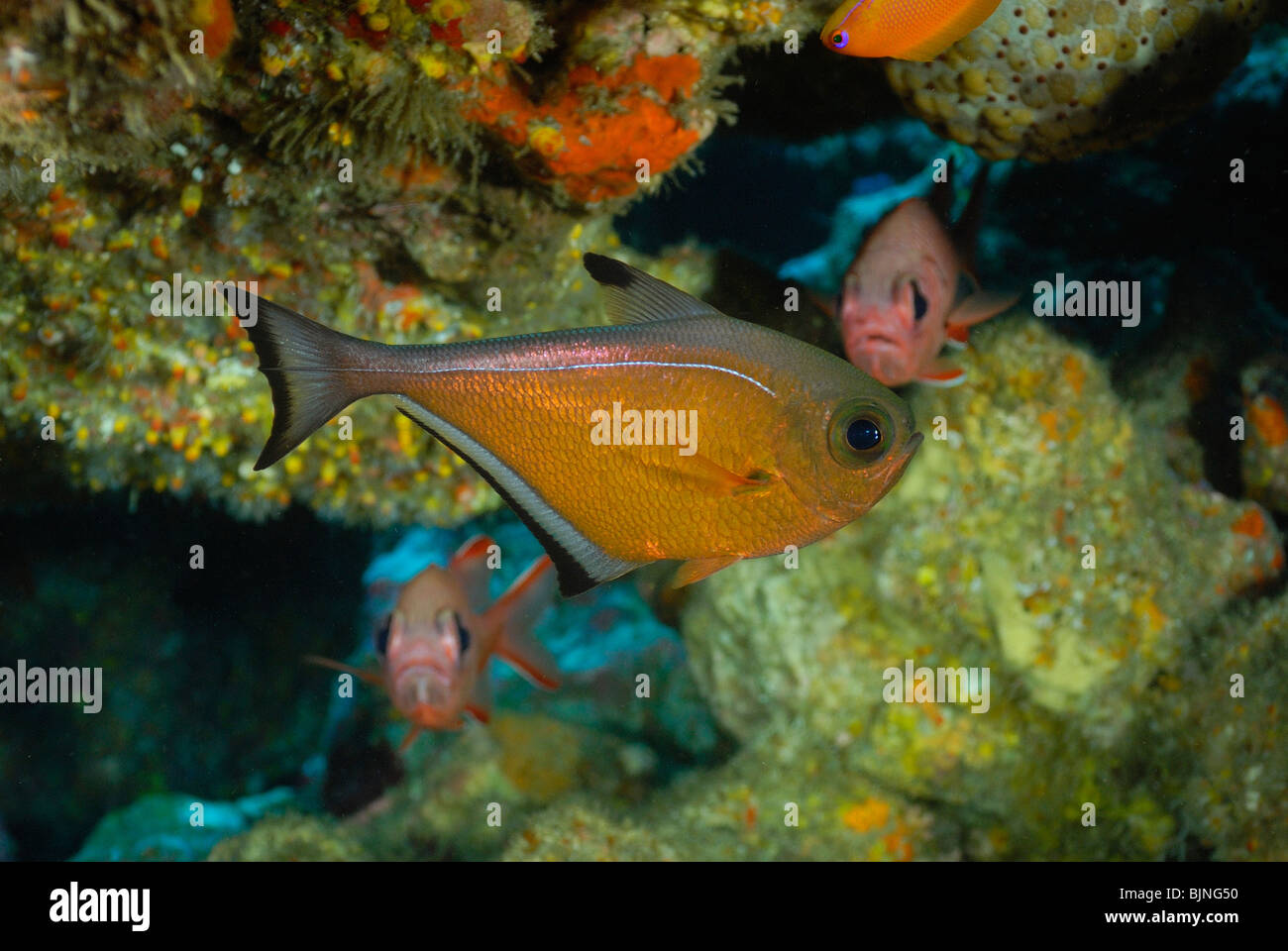 Vanicolo sweeper fish in the Similan Islands, Andaman Sea Stock Photo ...