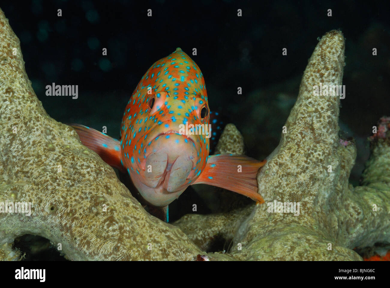 Coral grouper fish in the Similan Islands, Andaman Sea Stock Photo - Alamy