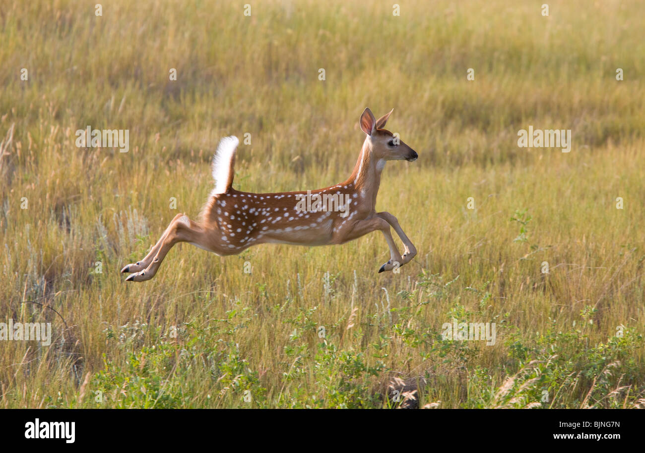 Leaping deer hi-res stock photography and images - Alamy