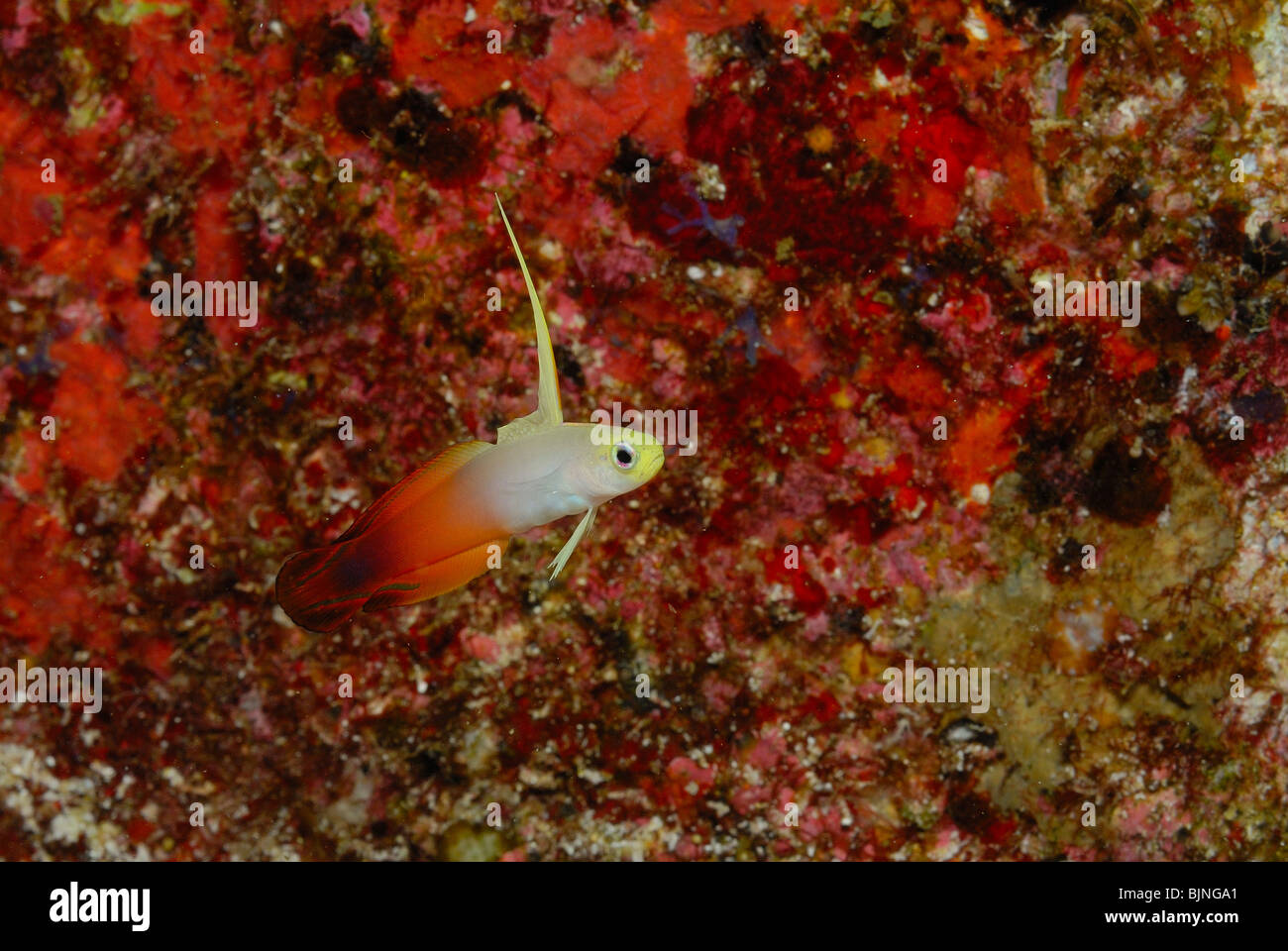 Fire dartfish in the Similan Islands, Andaman Sea Stock Photo - Alamy