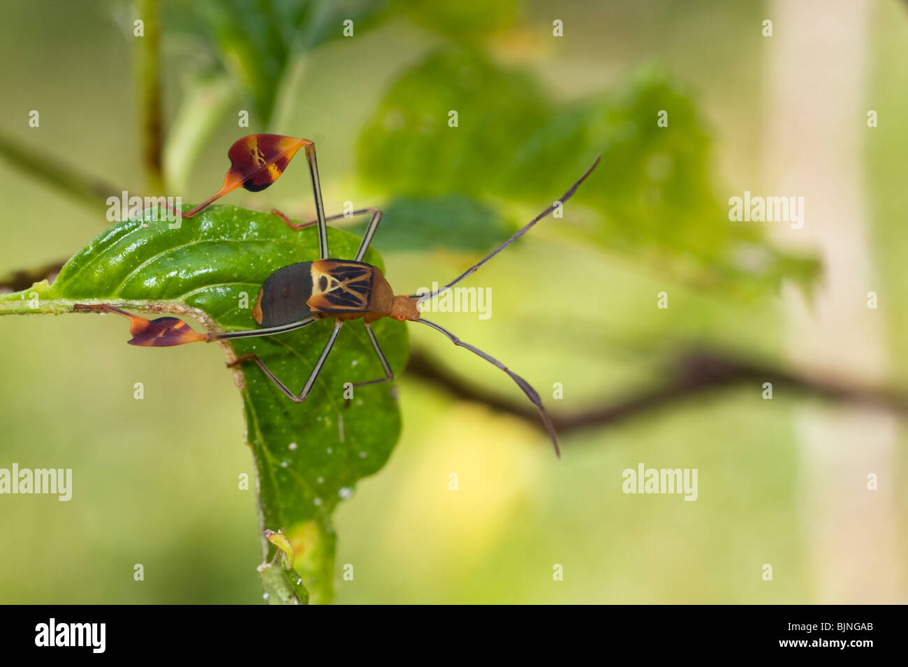 Panama leaf-footed bug (Anisocelis flavolineata Stock Photo - Alamy