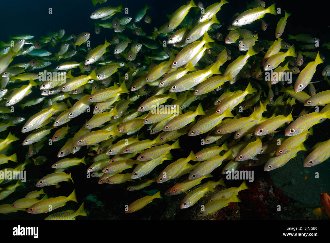 School of gold-lined sea bream in the Similan Islands Stock Photo - Alamy