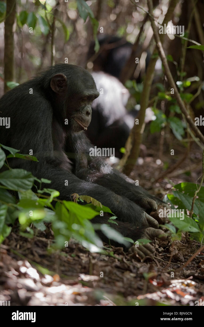 Pele, adolescent male, of the Bossou study group, Guinea cracking nuts ...