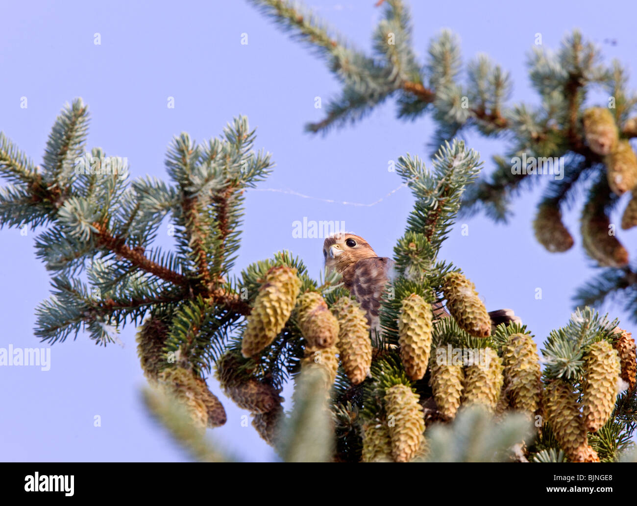 Hawk fledgling in pine tree Stock Photo - Alamy