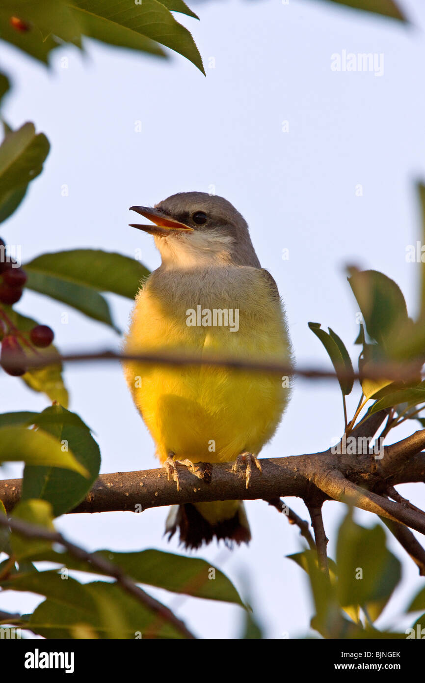 Baby Western Kingbird perched in tree Stock Photo - Alamy