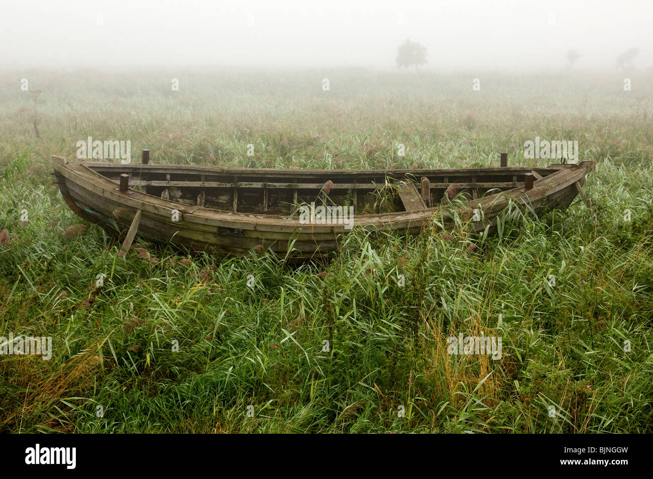 Old sailing boat in reed Stock Photo - Alamy