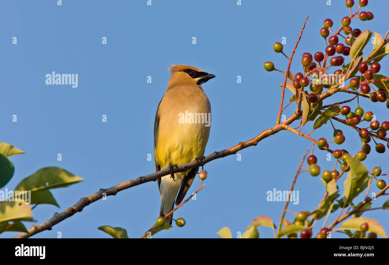 Western Kingbird perched in tree Stock Photo - Alamy