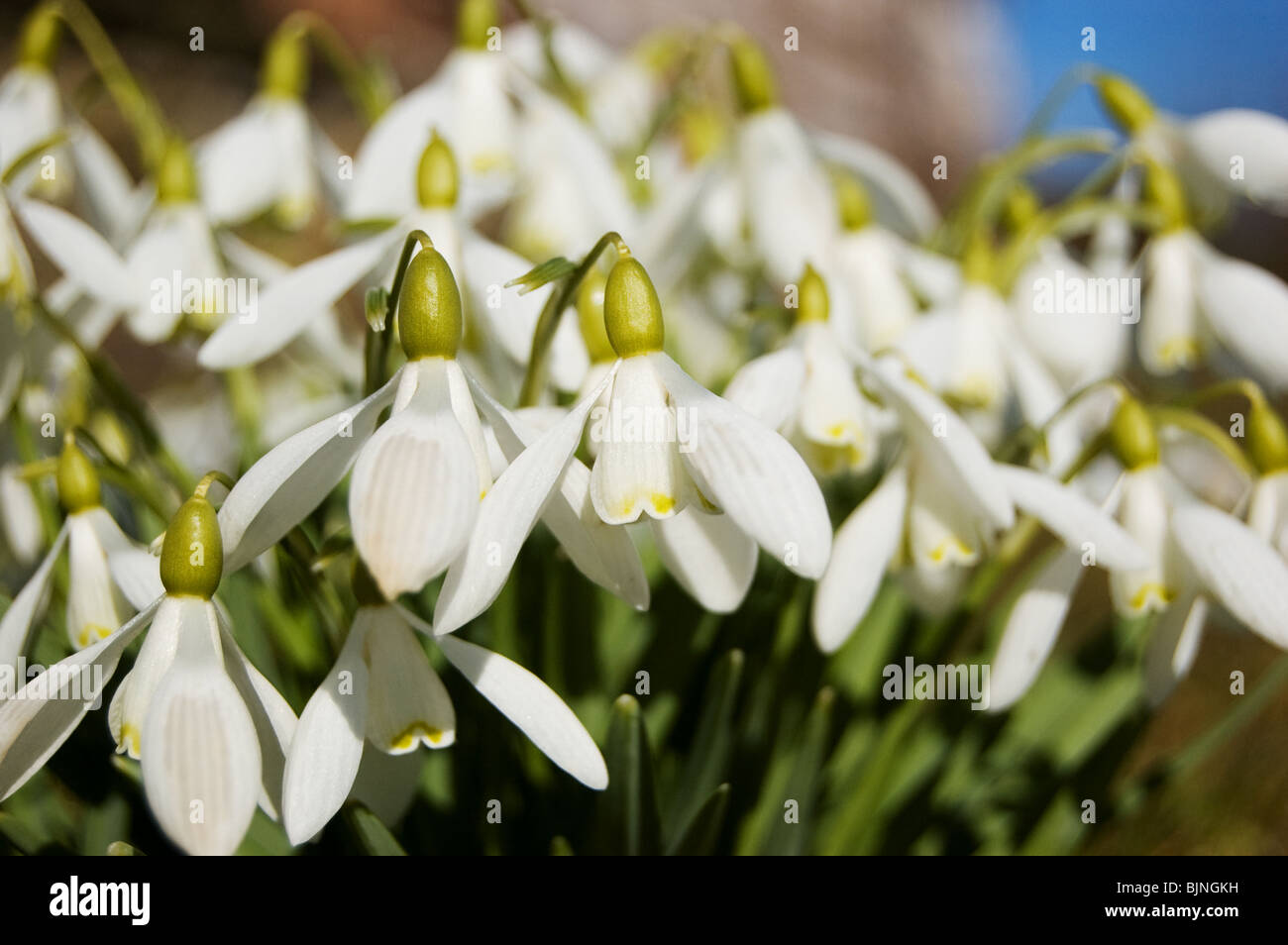 Snowdrops snowdrop detail hi-res stock photography and images - Alamy