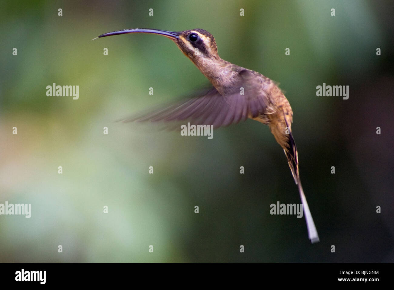 Western Long-tailed Hermit hummingbird (Phaethornis superciliosus Stock ...