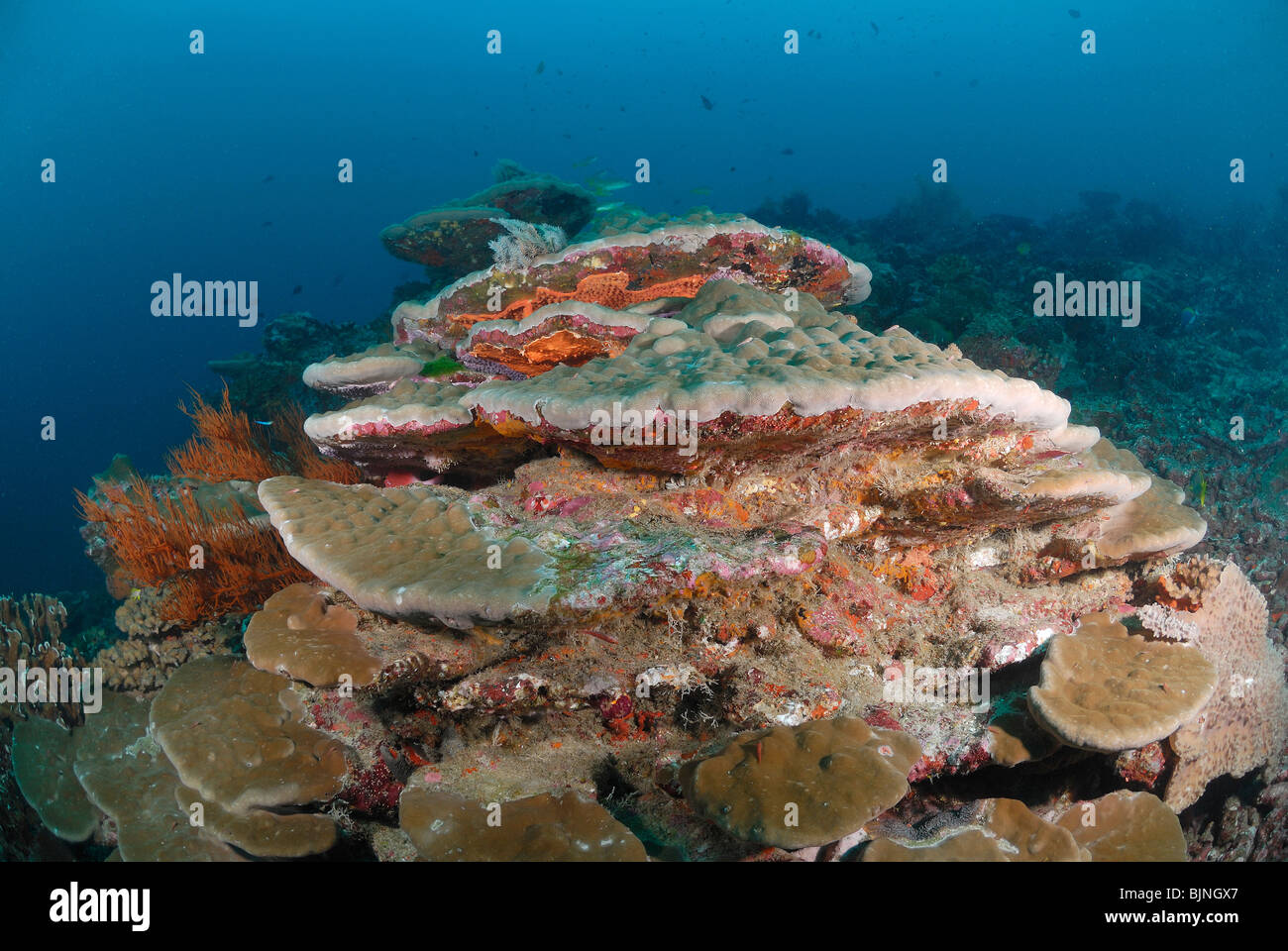 Coral reef in the Similan Islands, Andaman Sea Stock Photo - Alamy
