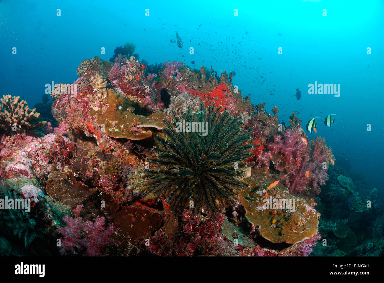 Head of coral in the Similan Islands, Andaman Sea Stock Photo - Alamy