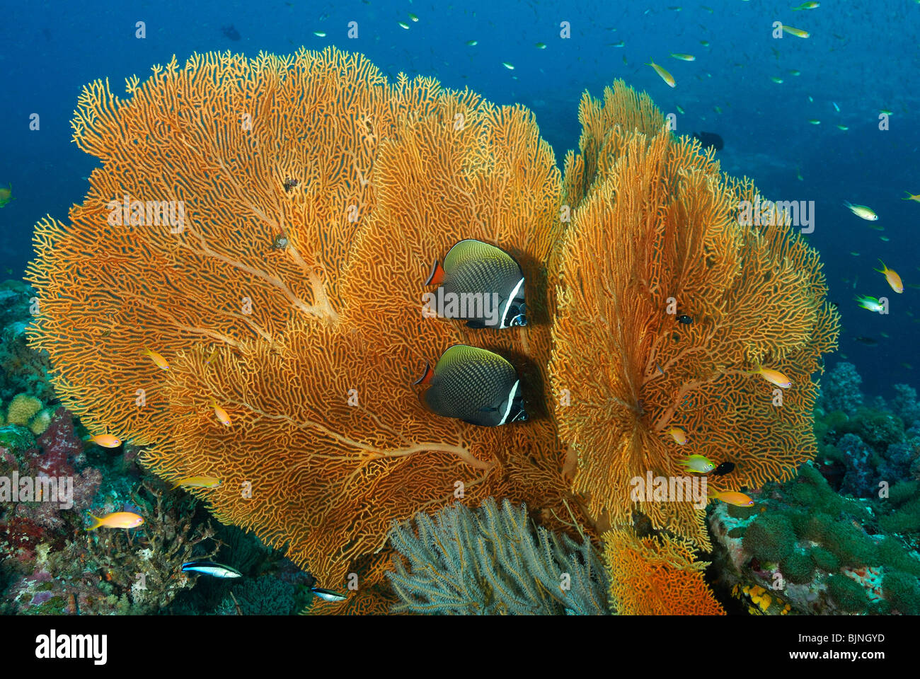 Yellow gorgonian fans in the Similan Islands, Andaman Sea Stock Photo ...