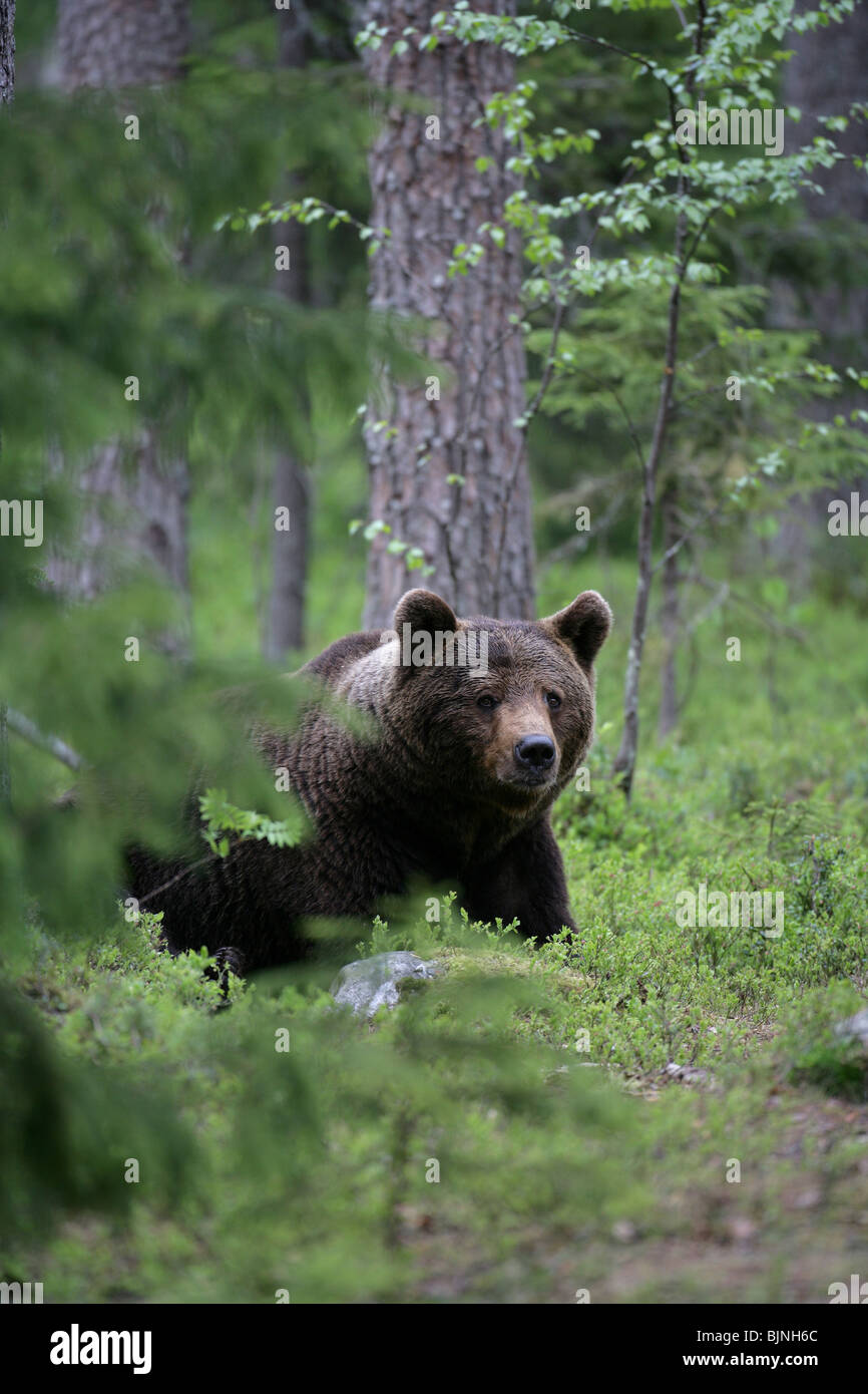Male European Brown Bear Ursus arctos Stock Photo - Alamy