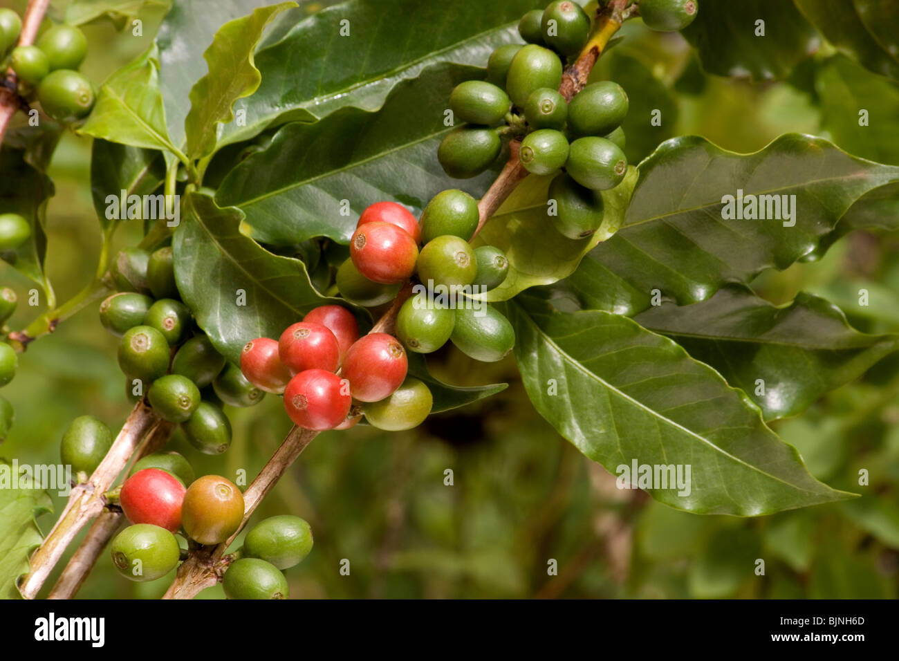 Coffee berries on a coffee tree Stock Photo - Alamy