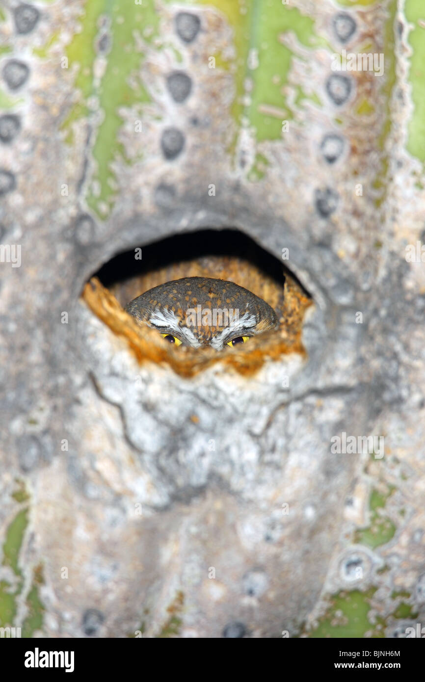 Elf Owl peeking out of nest hole in giant Saguaro cactus Stock Photo ...