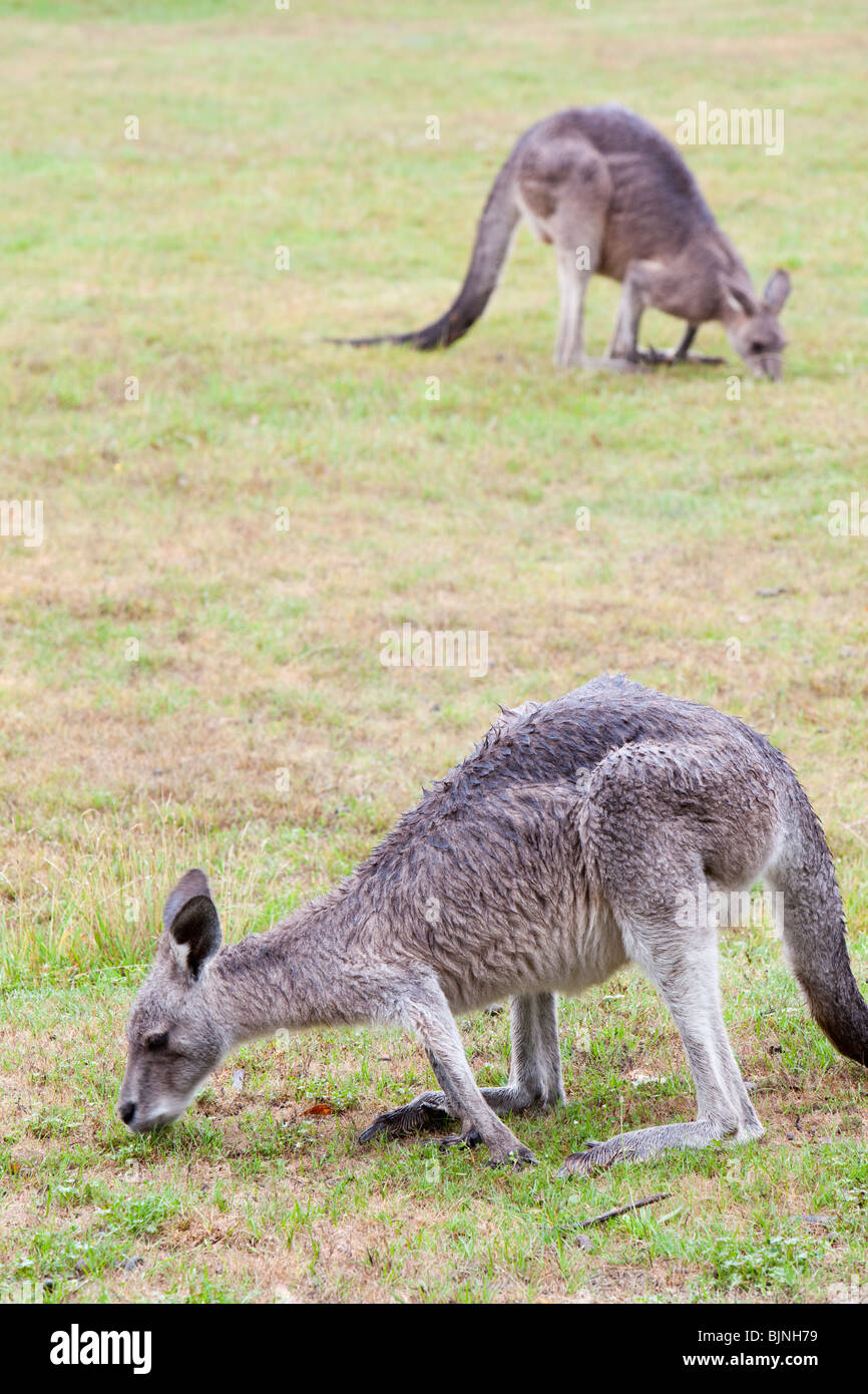 Real kangaroos hi-res stock photography and images - Alamy