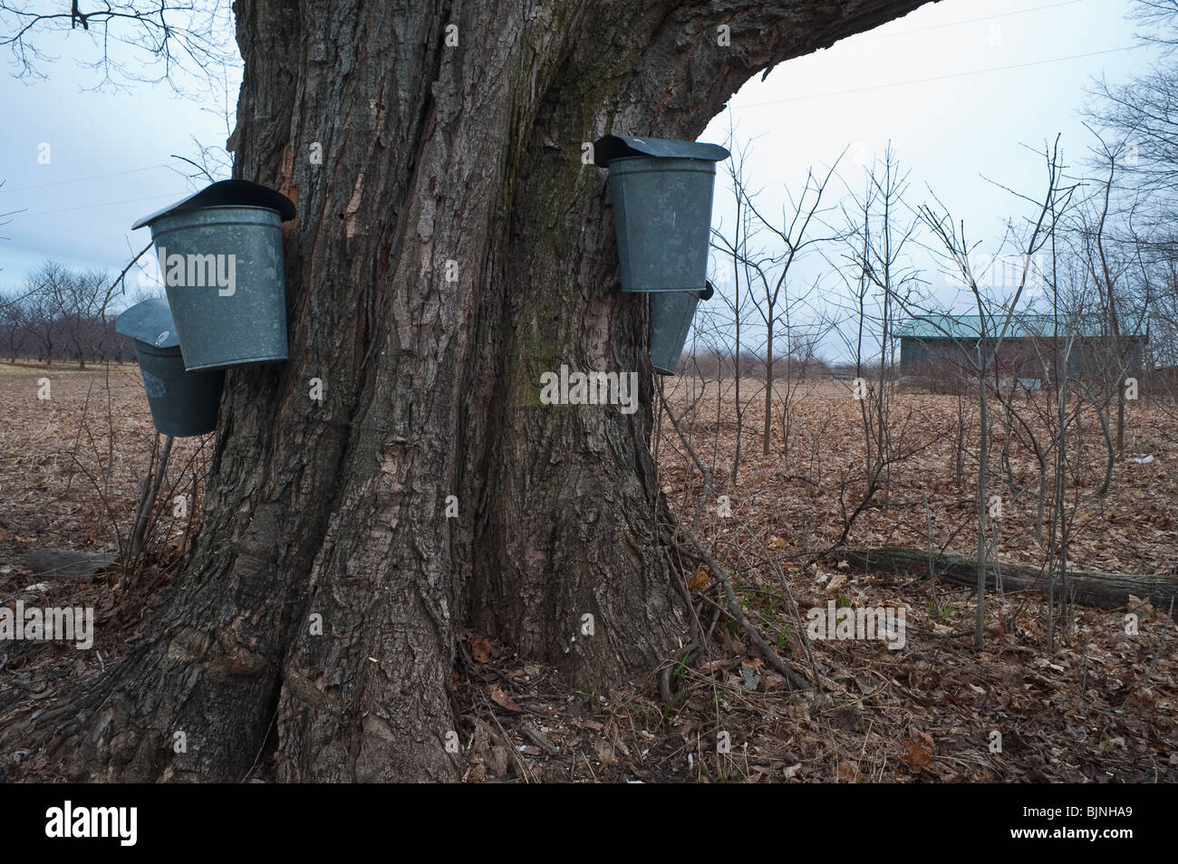 Sugar maple trees tapped for sap to make syrup, Michigan, USA ...