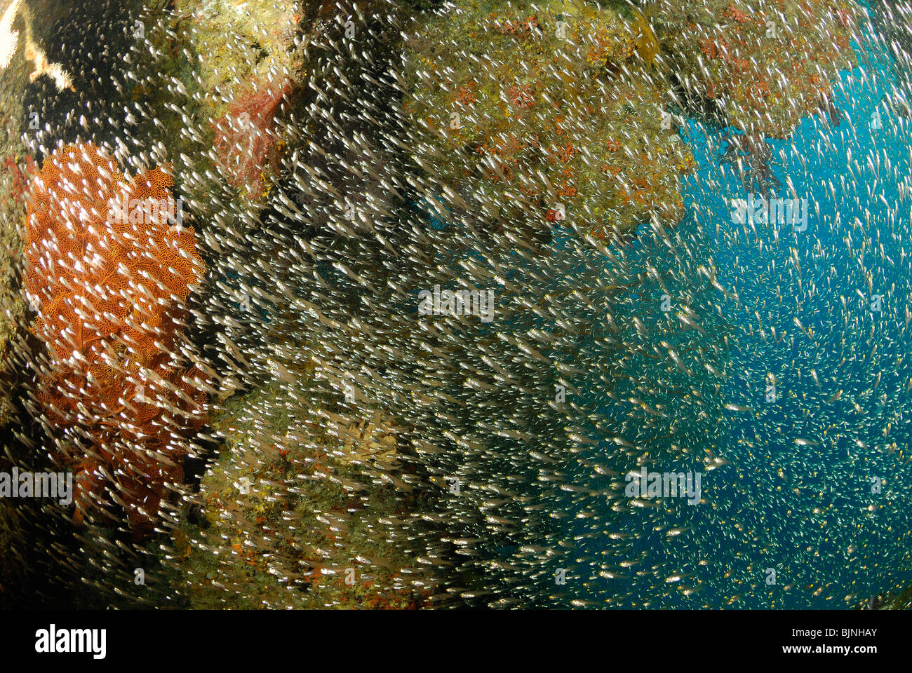 School of glassfish in the Similan Islands, Andaman Sea Stock Photo - Alamy