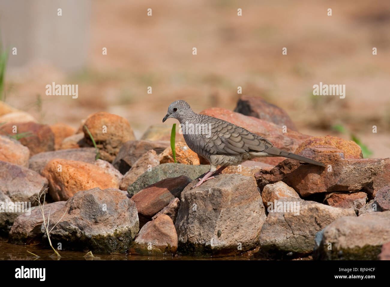 Inca Dove (Columbina inca Stock Photo - Alamy