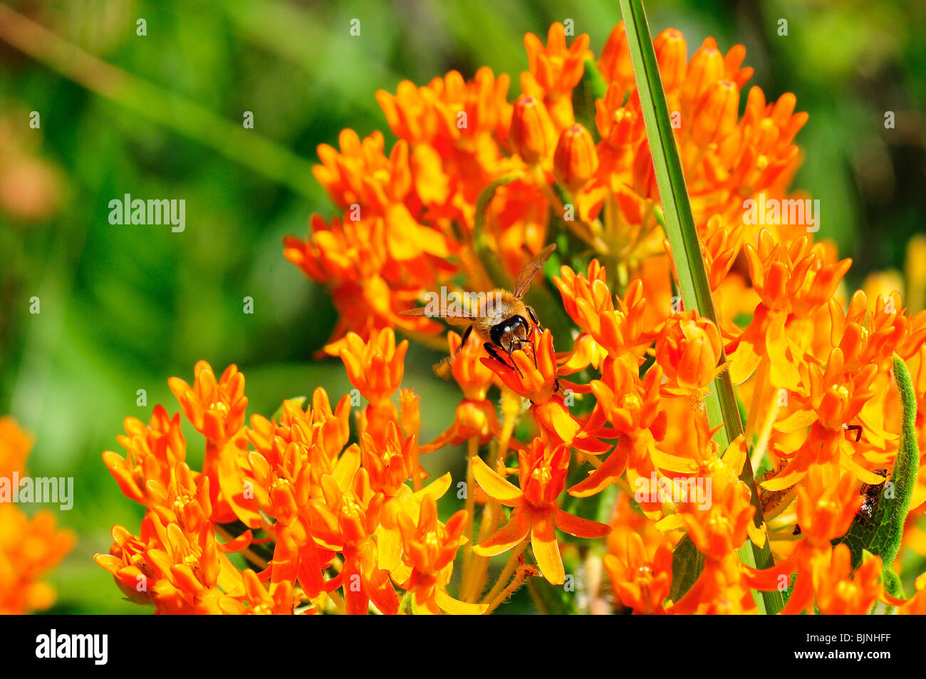 monarch host plant Stock Photo - Alamy