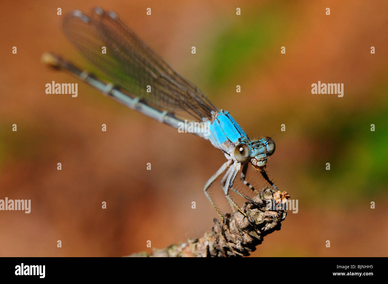 Bluet boreal hi-res stock photography and images - Alamy