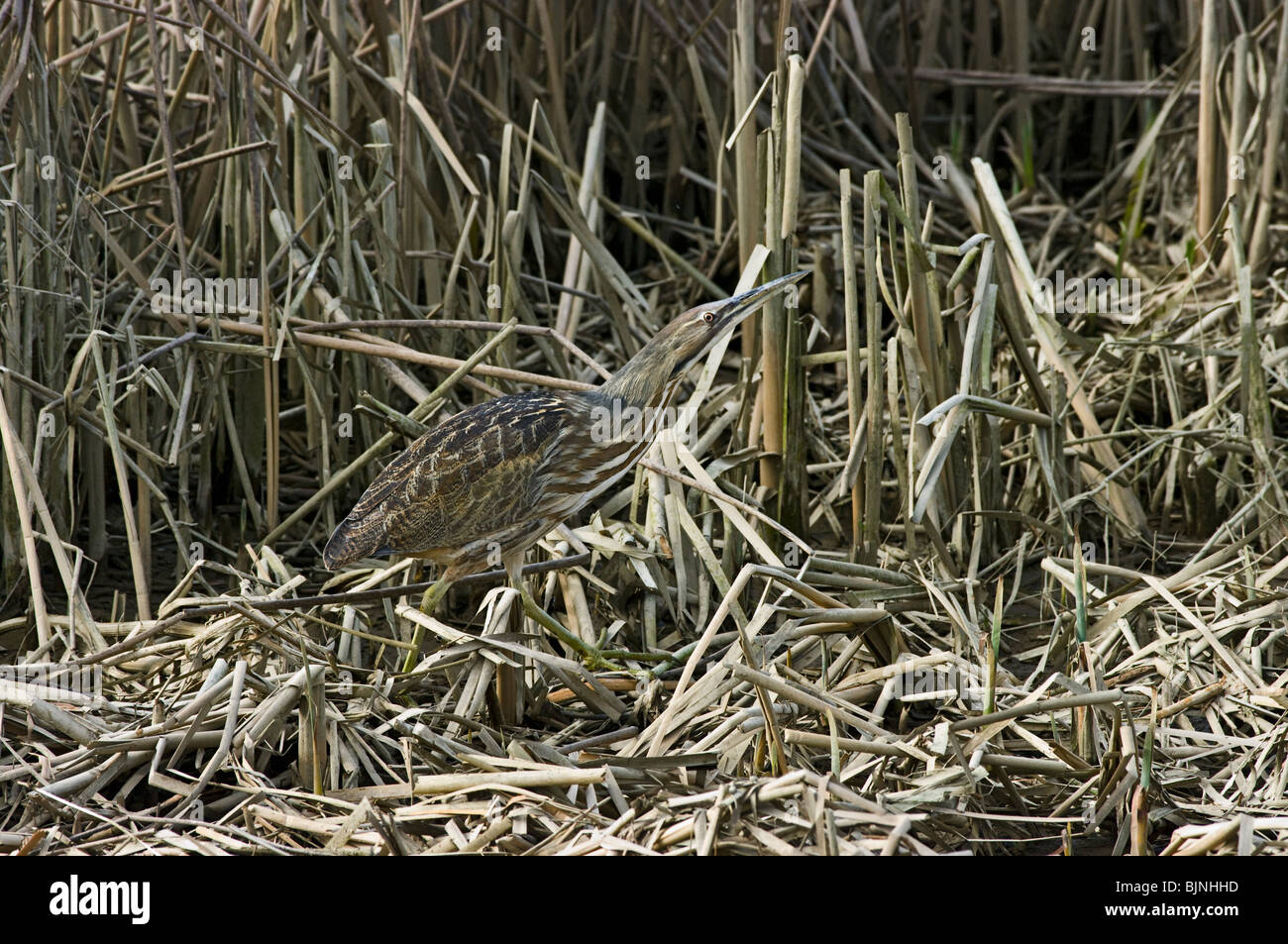 American Bittern, Botaurus lentiginosus Stock Photo - Alamy