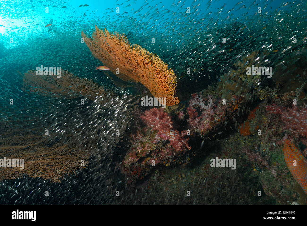 School of glassfish in the Similan Islands, Andaman Sea Stock Photo - Alamy
