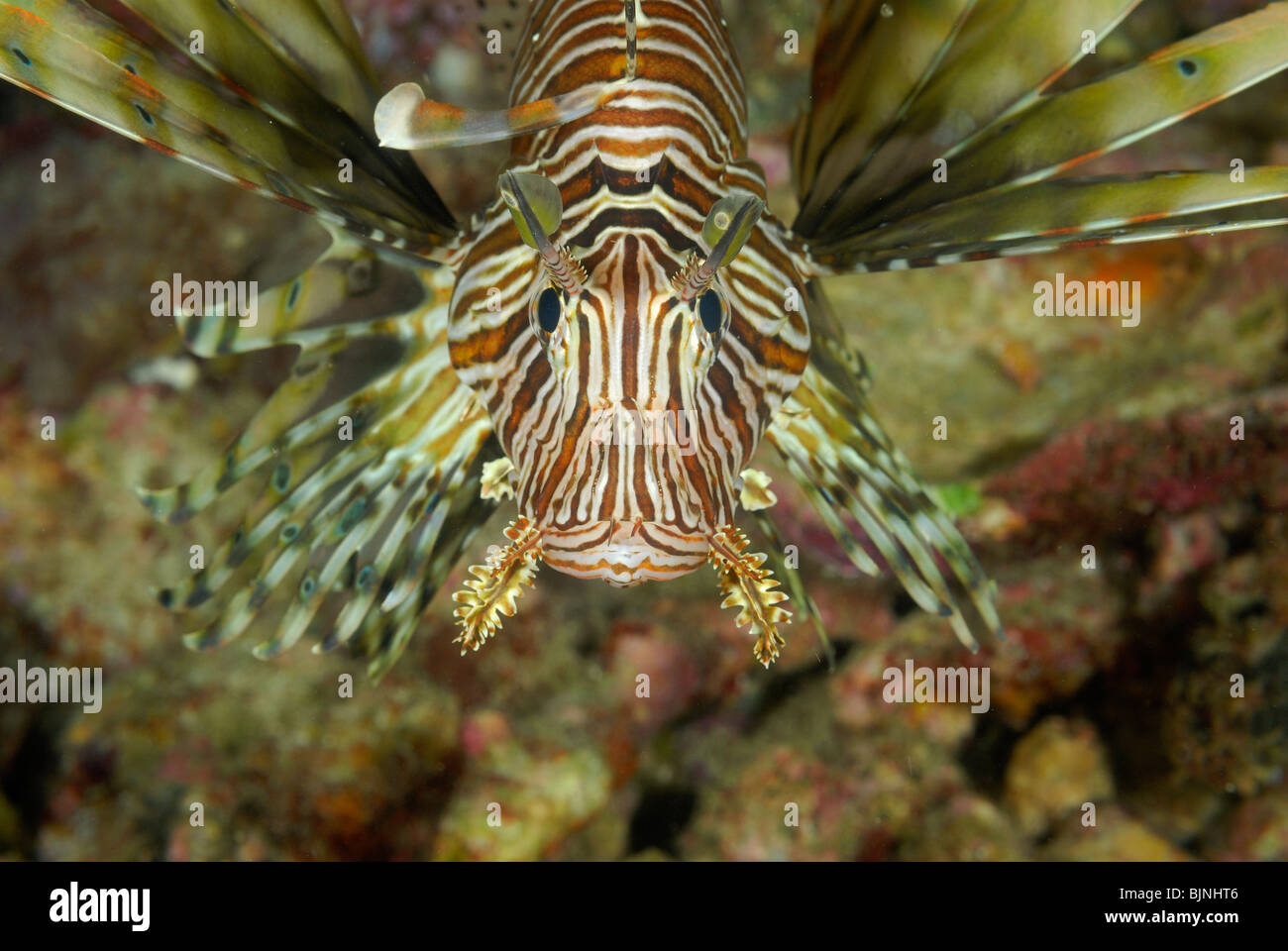 Red firefish in the Similan Islands, Andaman Sea Stock Photo - Alamy